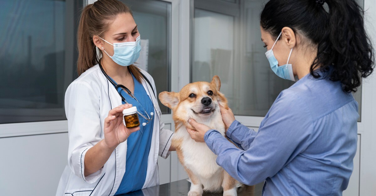 What Are Pet Vitamin Supplements and How Do They Benefit Pets?