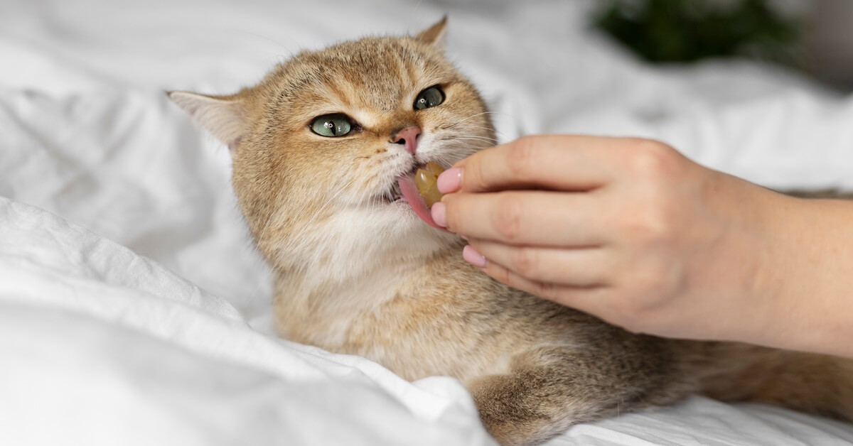 What Are Cat Supplements and How Do They Benefit Pets?